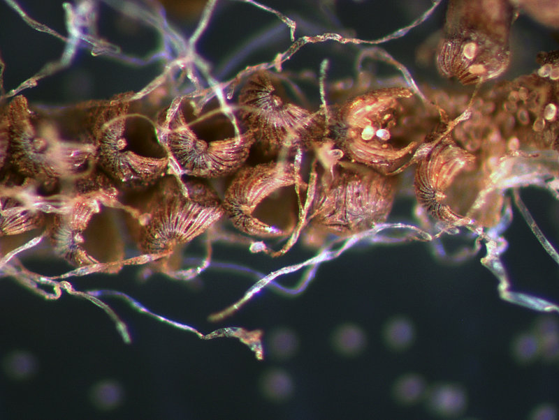 Schizaea bifida - The University of Auckland